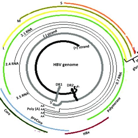 The Structure Of The Hbv Genome Download Scientific Diagram