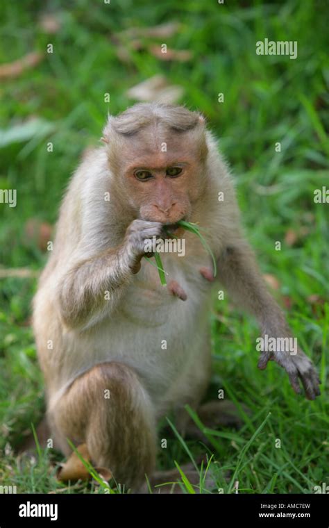 Monkey Eating Grass In Nandi Hills A Hill Station Near Bangalore India