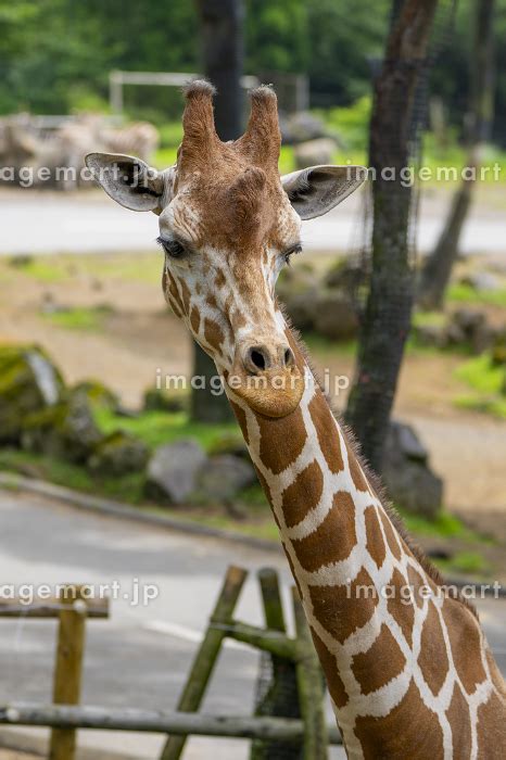 静岡県裾野市 夏のサファリパークの写真素材 271728292 イメージマート