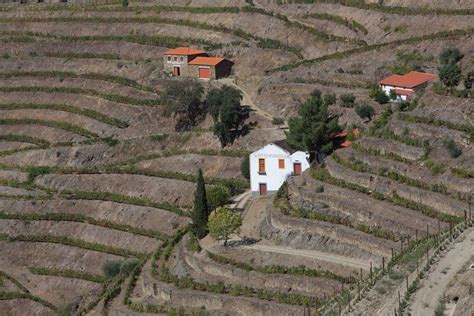 Manoella Guru Pintas No Coração Do Douro Grandes Escolhas