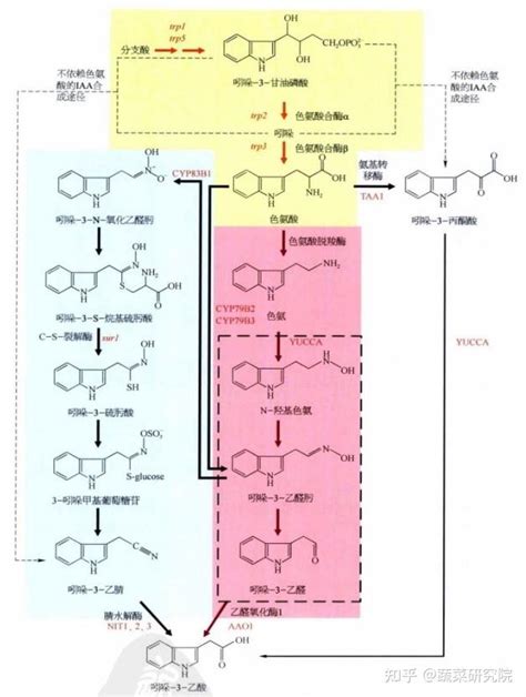 【科普】生长素的生物合成 知乎