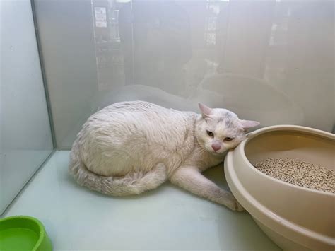 터키쉬앙고라 만이 말티폼키우는방법 보더콜리키우는방법 프렌치불독키우는방법 빠삐용키우는방법 파피용키우는방법 사모예드키우는방법 스피츠