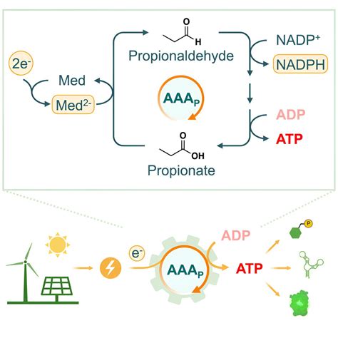 Atp Cycle