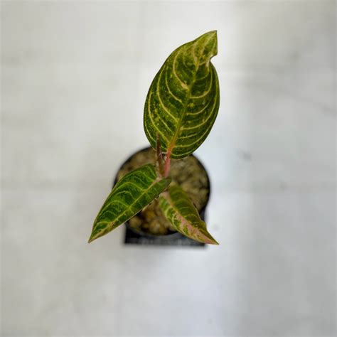 Jual Aglaonema Madame Soeroyo Shopee Indonesia