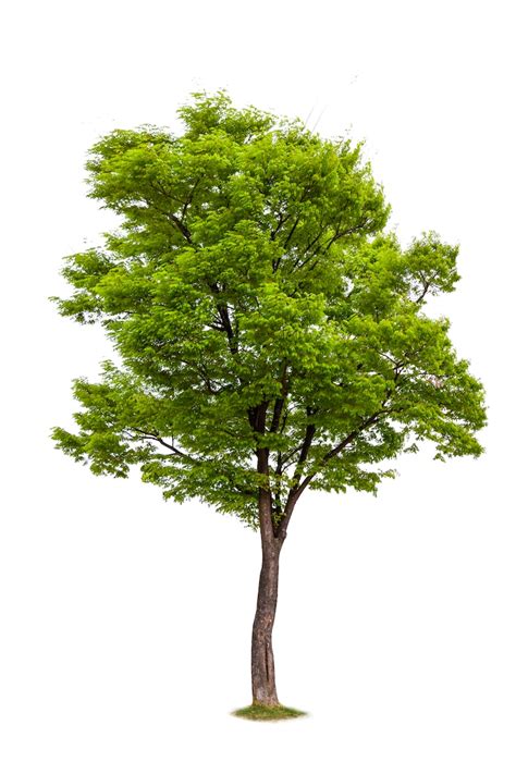 Baum Ohne Hintergrund Bilder Kostenloser Download Auf Freepik