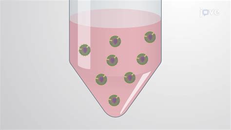 视频 生成用于疫苗的重组减毒活流感病毒 实验