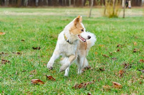 边境牧羊犬。狗接住了飞盘。宠物和主人一起玩。