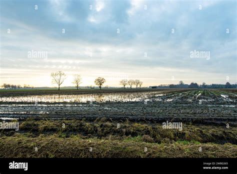 Dauerregen - komplett durchweichter Acker mit Maisstoppeln, Symbolfoto ...