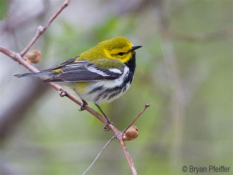 Rain Leaves And Warblers