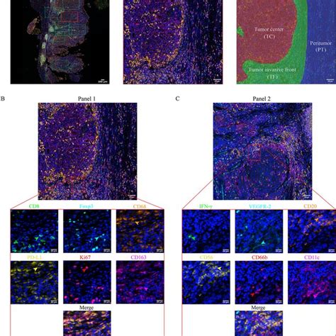 Image Acquisition Partitioning And Staining Scheme A Left Side 10× Download Scientific