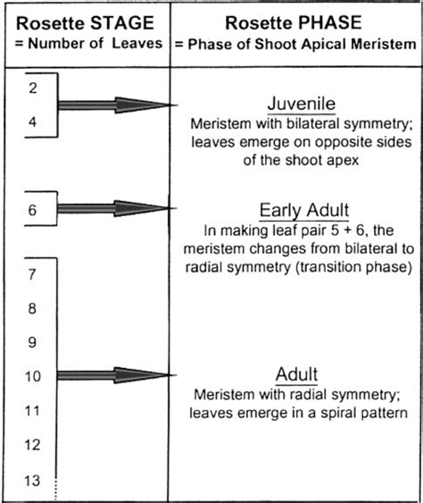 Arabidopsis Rosette Development Schematic Representation Of