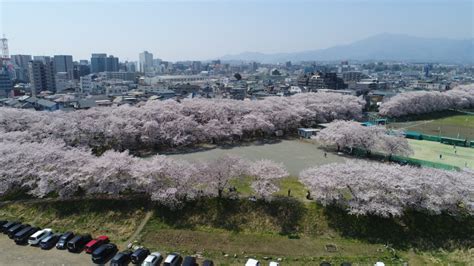 ドローンで撮影したサクラ 相模川三川合流点周辺 あつぎのしゃしん