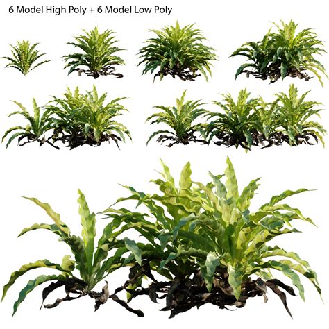 Asplenium Nidus Birds Nest Fern Spleenwort 3d Model 3dtree