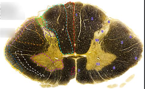 圖表·cervical Level Quizlet