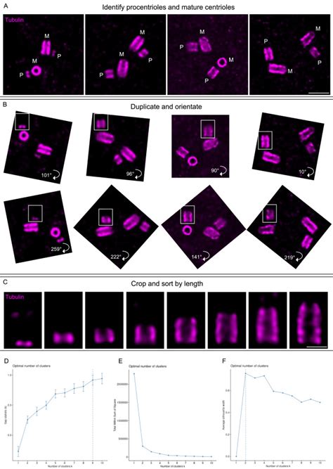 Time Series Reconstruction Of The Molecular Architecture Of Human