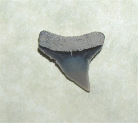 Bull Or Dusky Shark Tooth Carcharhinus Sp  Member Collections