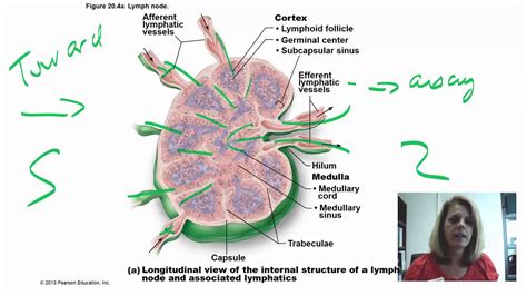 Lymph Node Structure Trabeculae