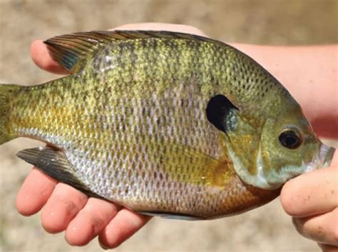 Bluegill Fishing Regulations Lures Behavior And Prime Locations