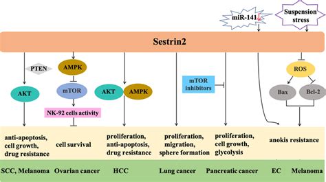 Pathways Of Sestrin 2 In Different Cancers That Promote Anoikis Download Scientific Diagram