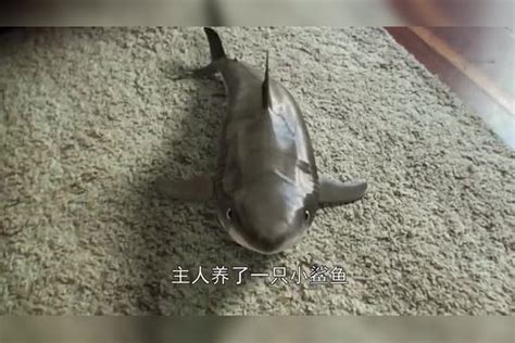 狗狗双腿残疾在地上拖行路人心疼不已转眼画风一变只想揍它 残疾 双腿 画风