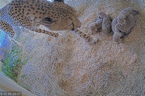 5 Cheetah Cubs Born At Smithsonian Conservation Facility