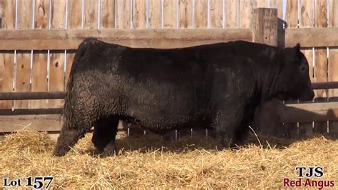 Lot 157 Youtube