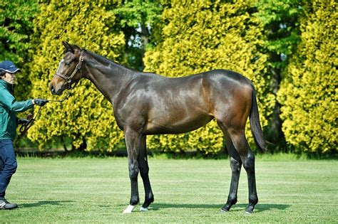 【東サラ】2023年度募集馬評価㉜エスケイプクローズの22 競馬の梁山泊