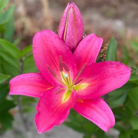 Lilies Lilyfields Hakatere