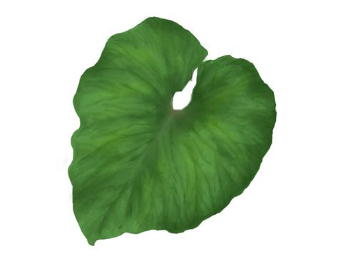 Free Free Leaf Png Download Free Free Leaf Png Png Images Free