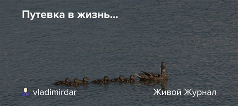 Путевка в жизнь...: vladimirdar — LiveJournal