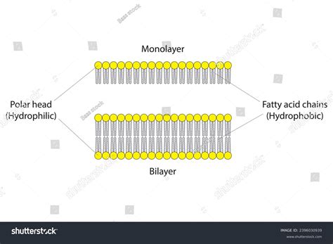 Diagram Showing Phospholipid Structures Monolayer Bilayer Stock Vector