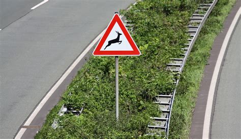 Kollision Mit Einem Reh Zweitunfall Endet Ohne