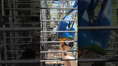 🦜Хотел за големи Папагали Развъдник ПапагалиЖако Еклектус Папагалски