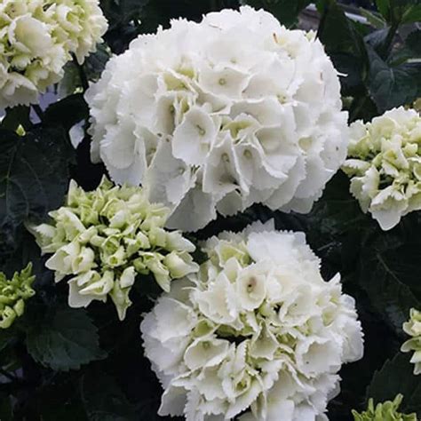 Forever White Out Mophead Hydrangea Grown By Overdevest