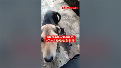 ඔන්න බත්ටික එනවා බොලේ 🍜🍜🍜🐕🐕🐕 Srilanka Art Youtube