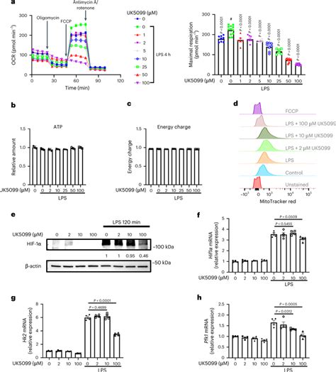 Uk5099 Suppresses Oxidative Phosphorylation Mitochondrial Membrane