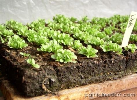 Diy Soil Blocks For Seed Starting Survivalist Forum