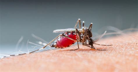 Mosquitoes Love People With This Blood Type David Avocado Wolfe