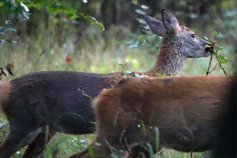 Rehe Im Fellwechsel Foto And Bild Tiere Wildlife Säugetiere Bilder
