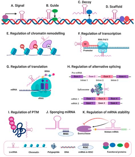 General Biological Functions Of Lncrnas Lncrna Biological Functions