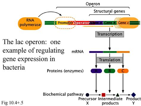 regulating gene expression ppt download