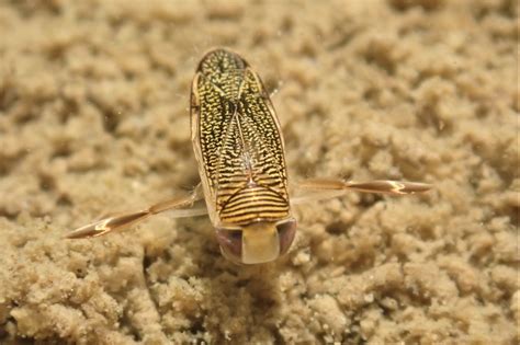 ビオトープに生息するコマツモムシ なごや生物多様性センターなごや生きものライブラリー