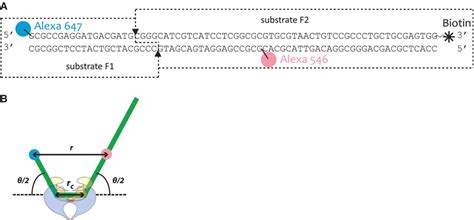 Schematics Of Single Molecule Fret Experiments A Dna Used In