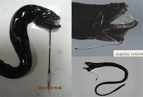 심해생물 블랙 드래곤 피시를 만나봐요 네이버 블로그