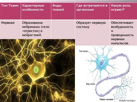 Типы тканей организма человека Свойства тканей их функции