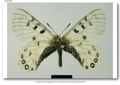 Parnassius Hardwickii G Gray 1831