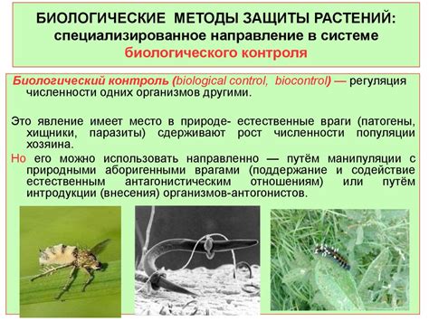 Система мероприятий по защите растений от болезней на озелененных территориях Лекция 10