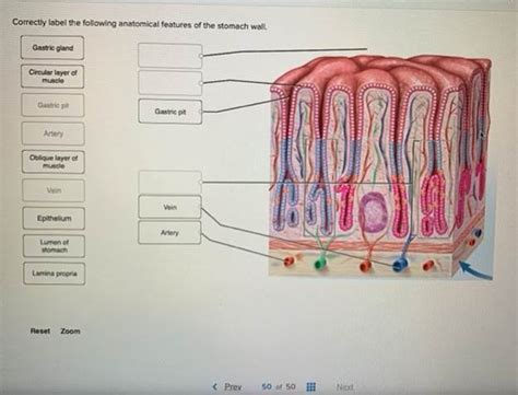Solved Correctly Label The Following Anatomical Features Of The Stomach 1 Answer