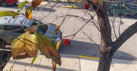 Another Scab Falls Off