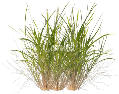 Japanese Lawn Grass Photos By Canva